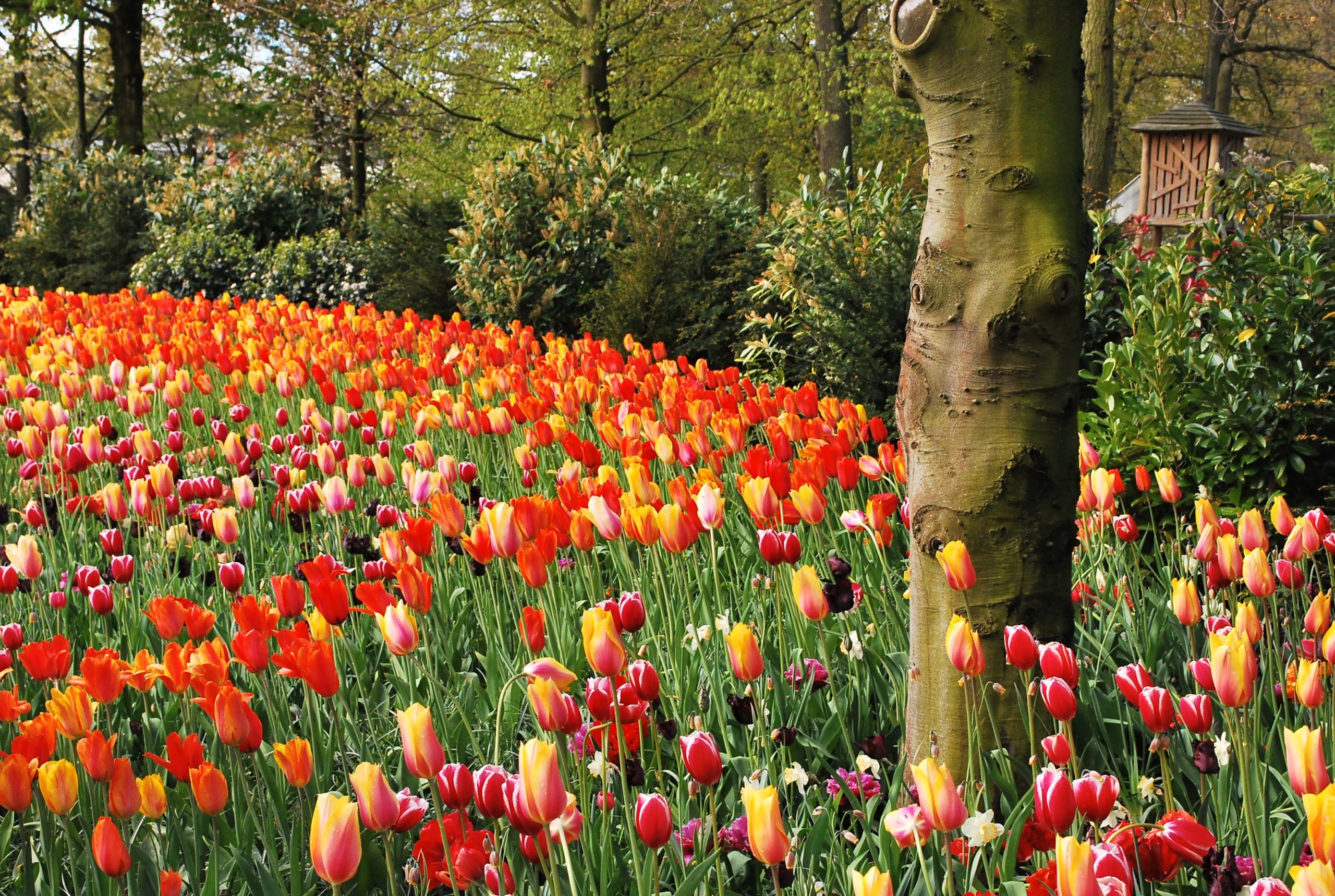 Top Springtime Blooms Around the World - Global Citizens Association
